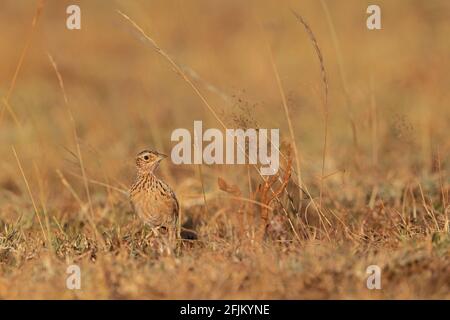 Sidamo Lark, Liben Lark (Heteromirafra archeri sidamoensis, Heteromirafra sidamoensis ), in ...
