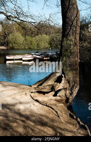 Hollow Ponds boating lake Epping Forest Waltham Forest Stock Photo - Alamy