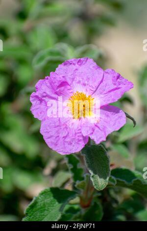 Close-up shot of Grey-leaved Cistus (Cistus albidus Stock Photo - Alamy