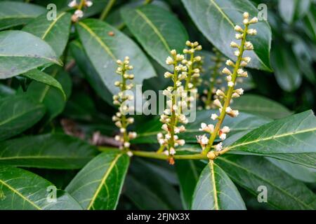 cherry-laurel (Prunus laurocerasus 'Genolia', Prunus laurocerasus ...