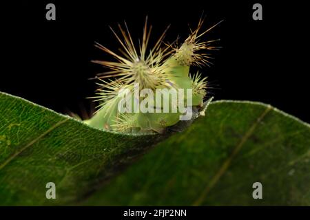 Stinging Nettle Slug Caterpillar or the Cup Moth Caterpillar (Setora ...