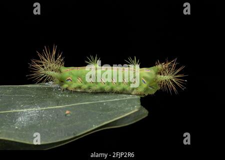 Stinging Nettle Slug Caterpillar or the Cup Moth Caterpillar (Setora ...