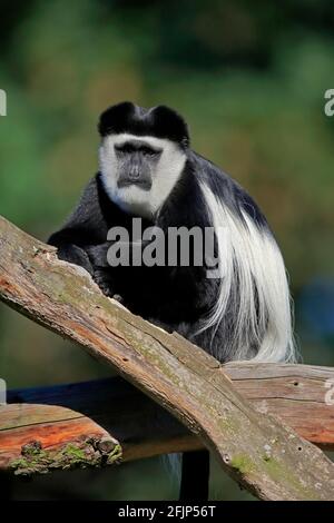 Mantled guereza (Colobus guereza), adult, alert, sitting, on tree ...