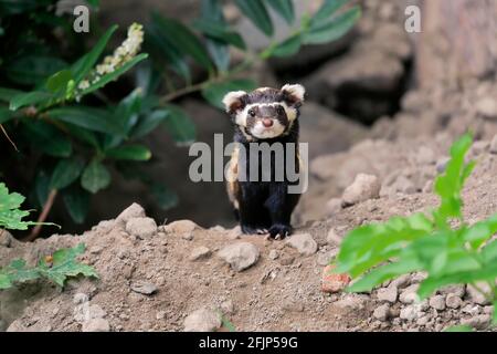 Marbled polecat (Vormela peregusna), adult, alert, captive Stock Photo ...
