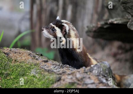 Marbled polecat (Vormela peregusna), adult, alert, on burrow, portrait ...