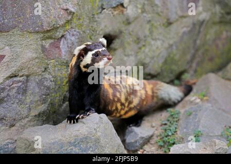 Marbled polecat (Vormela peregusna), adult, alert, captive Stock Photo ...
