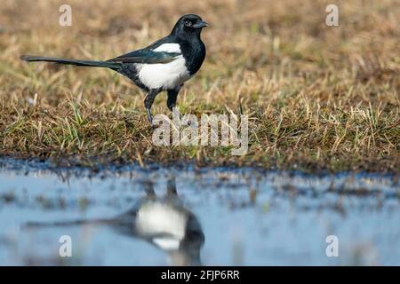European magpie (Pica pica), Kutno, Poland Stock Photo - Alamy