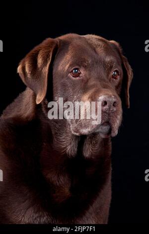 Labrador Retriever, male, chocolate / old dog Stock Photo - Alamy