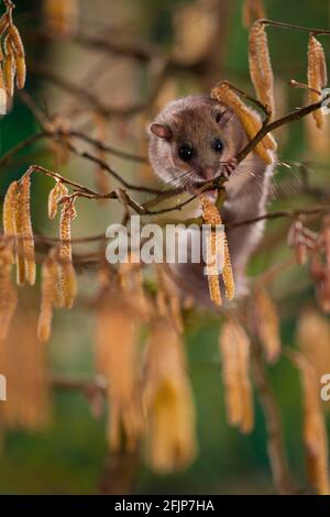 Hazel Edible dormouse (Glis glis), in hazel bush Stock Photo - Alamy