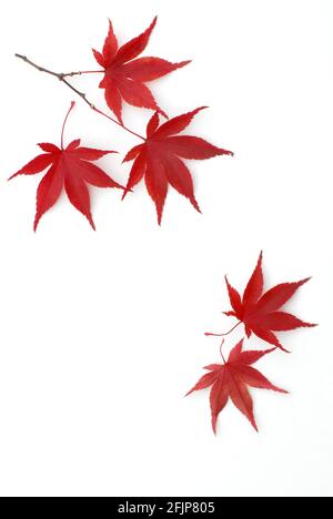 Japanese (Acer japonicum aconitifolium) maple, Japanese characters ...