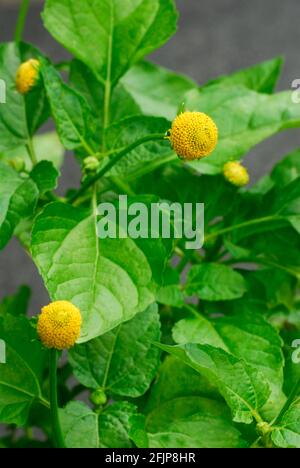 Toothache Plant Spilanthes Acmella oleracea 'Lemon Drops' garden herb ...