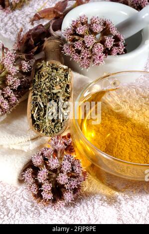 Common butterbur, cup butterbur tea (Petasites hybridus Stock Photo - Alamy