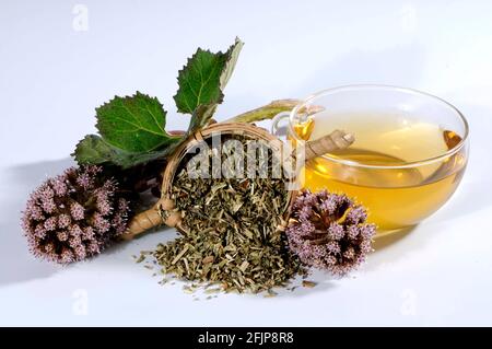 Common butterbur, cup butterbur tea (Petasites hybridus Stock Photo - Alamy