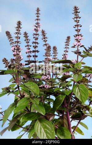 Basil Magic blue (Ocimum hybide Stock Photo - Alamy