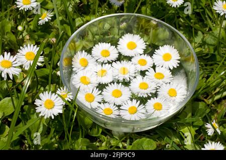 Common daisy (Bellis perennis), Daisy essence Stock Photo - Alamy