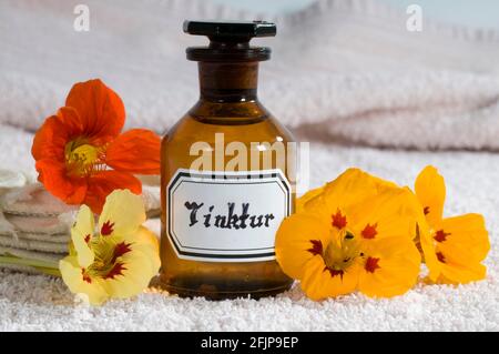 Nasturtium (Tropaeolum majus), nasturtium tincture (tincture Stock ...