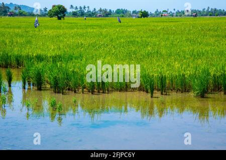 Rice paddy field, Kota Belud, Sabah, Malaysia, Borneo Stock Photo - Alamy