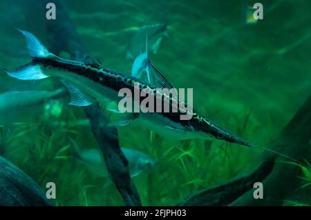 A Lima shovelnose catfish (Sorubium lima, Duckbill catfish - species of ...