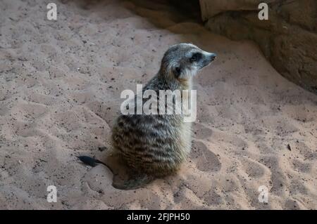 A vigilant Meerkat (Suricata suricatta - a small mongoose found in ...