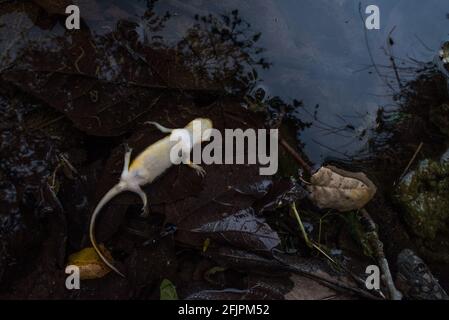 A dead newt, dead and dying salamanders are cause for concern and must ...