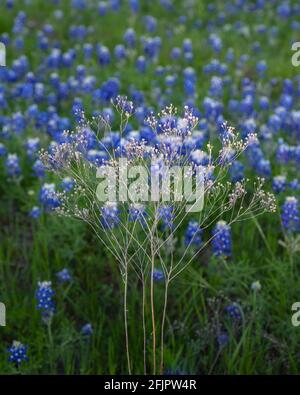 Wildflowers in North Texas countryside Stock Photo - Alamy