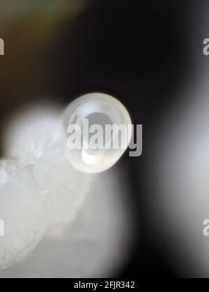Slime mould, light micrograph Stock Photo - Alamy