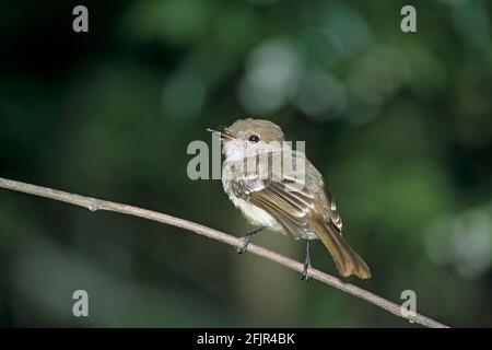 Galapagos Flycatcher Myriarchus magnirostris Santa Cruz, Galapagos ...