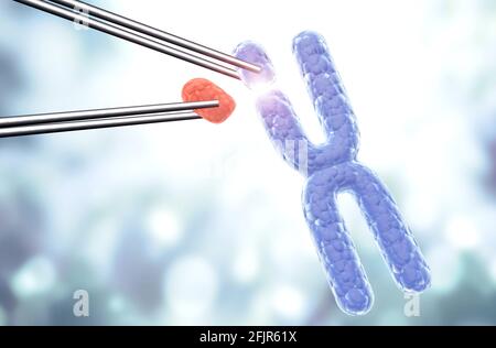 Replacing a damaged X chromosome section. Genetic engineering, GMO ...