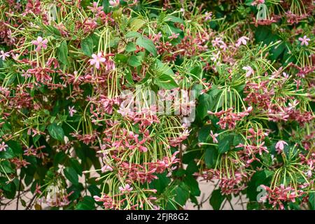 Rangoon Creeper Fructus Quisqualis indica tri-color Combretum indicum ...