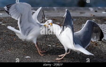 Kiel, Germany. 26th Apr, 2021. A sign with the inscription "Tirpitzmole ...