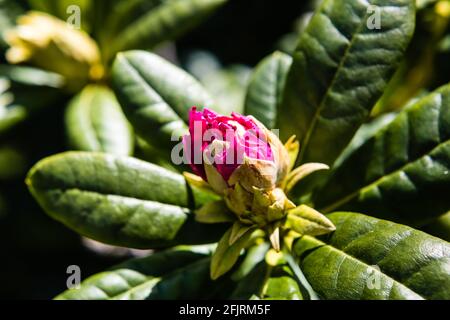 Rhododendron Rocket growing in a Country Garden Stock Photo - Alamy