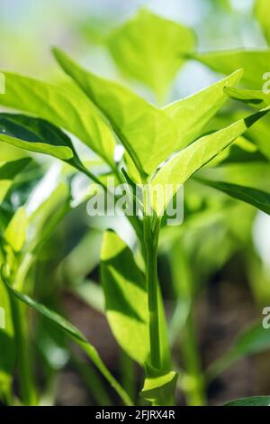 Pepper seedlings grow in spring. Selective focus Stock Photo - Alamy