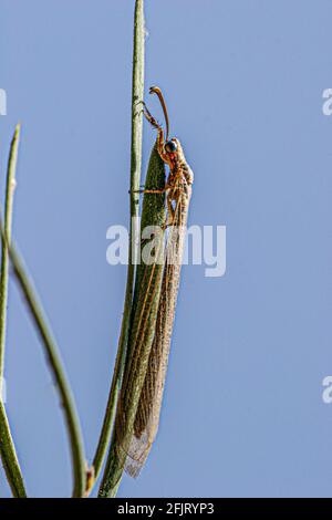 Antlion on a plant. Antlions (family Myrmeleontidae) are flying insects ...