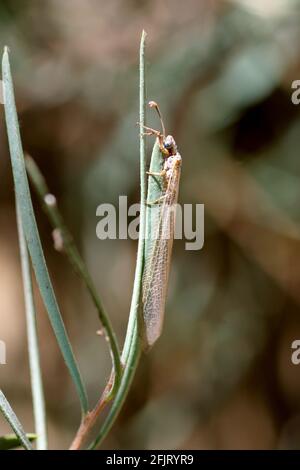 Antlion on a plant. Antlions (family Myrmeleontidae) are flying insects ...