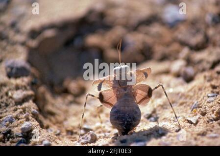 Desert mantis (Eremiaphila Stock Photo - Alamy