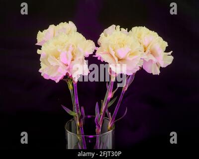 Different types of carnations natural or color lighting on are also ...