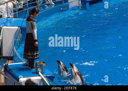 Dolphins in aquarium. Captive dolphins (family Delphinidae) leaping in ...