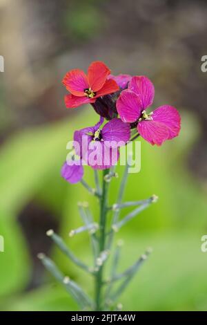 A beautiful macro shot of a small bouquet of vibrant purple ...