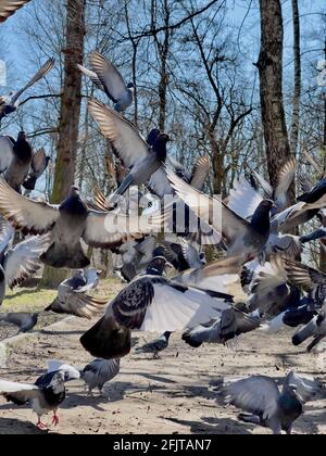 Flock of doves in flight above bare winter trees on an evening sky with ...