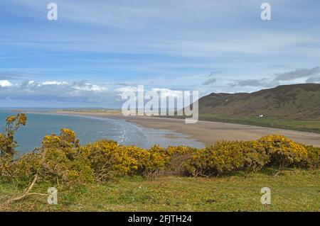 Yellow gorse on clifftop, Rhossili Bay, Gower Peninsula, Wales Stock ...
