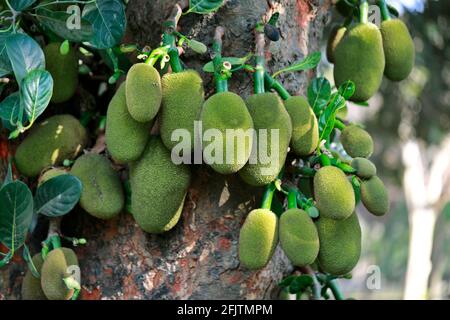 Dhaka, Bangladesh - March 14, 2021: Jackfruit is the national fruit of ...