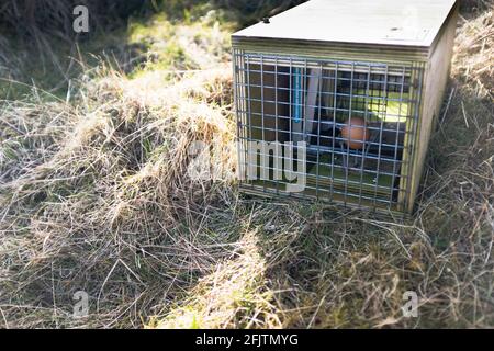 dh Trap STOATS UK Scottish stoat snare traps Orkney Native Wildlife ...
