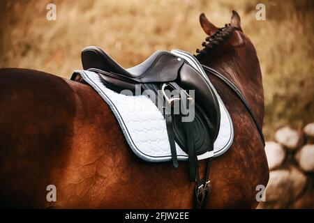 Rear view of a beautiful bay horse with a dark mane and a rider in the ...