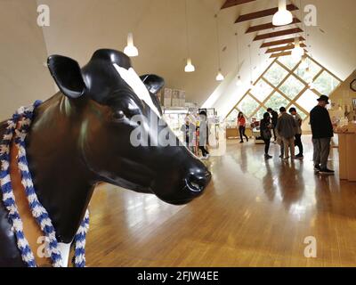 Japan, Hokkaido island, Furano, Furano cheese factory, ice cream Stock ...
