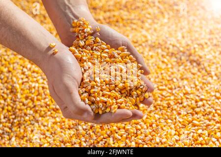Two hands hold a handful of corn kernels above a green grassy area ...