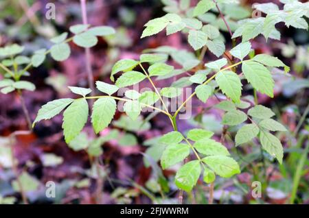 Pollen allergy: young ash tree (Fraxinus excelsior) growing in the ...
