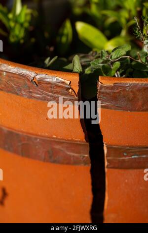 frost damage to terracotta garden plant pot Stock Photo - Alamy