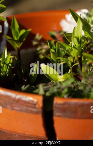 frost damage to terracotta garden plant pot Stock Photo - Alamy
