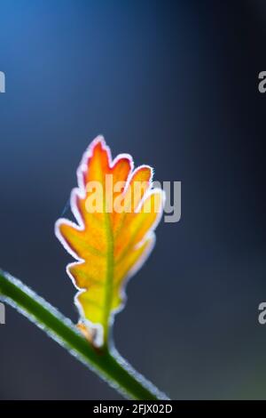 PYRENEAN OAK - ROBLE REBOLLO O MELOJO (Quercus pyrenaica), Campanarios ...