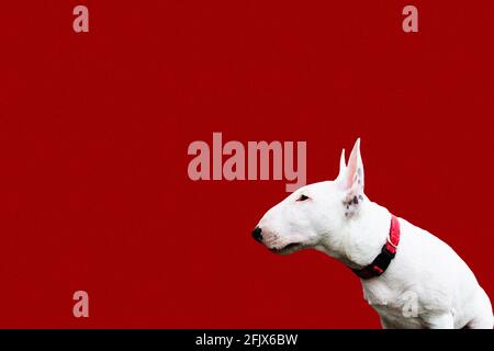 Miniature Bull Terrier Puppy Stock Photo - Alamy